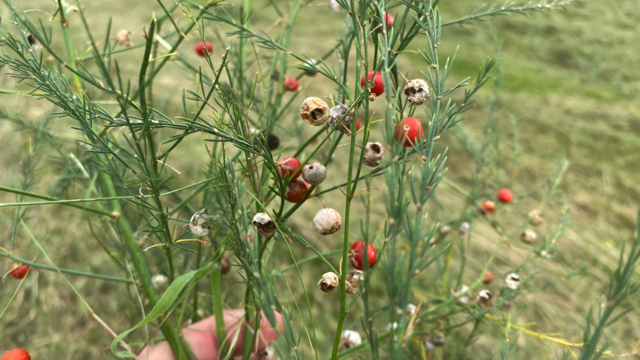 Flora van Nederland - Beginmaand bloei Mei