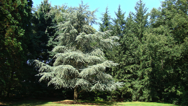 Flora van Nederland - Naaldbomen