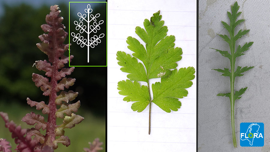 Flora van Nederland - Wilde planten en hun omgeving online