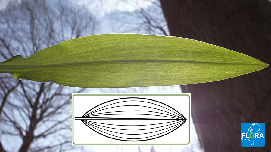 Flora van Nederland - Wilde planten en hun omgeving online